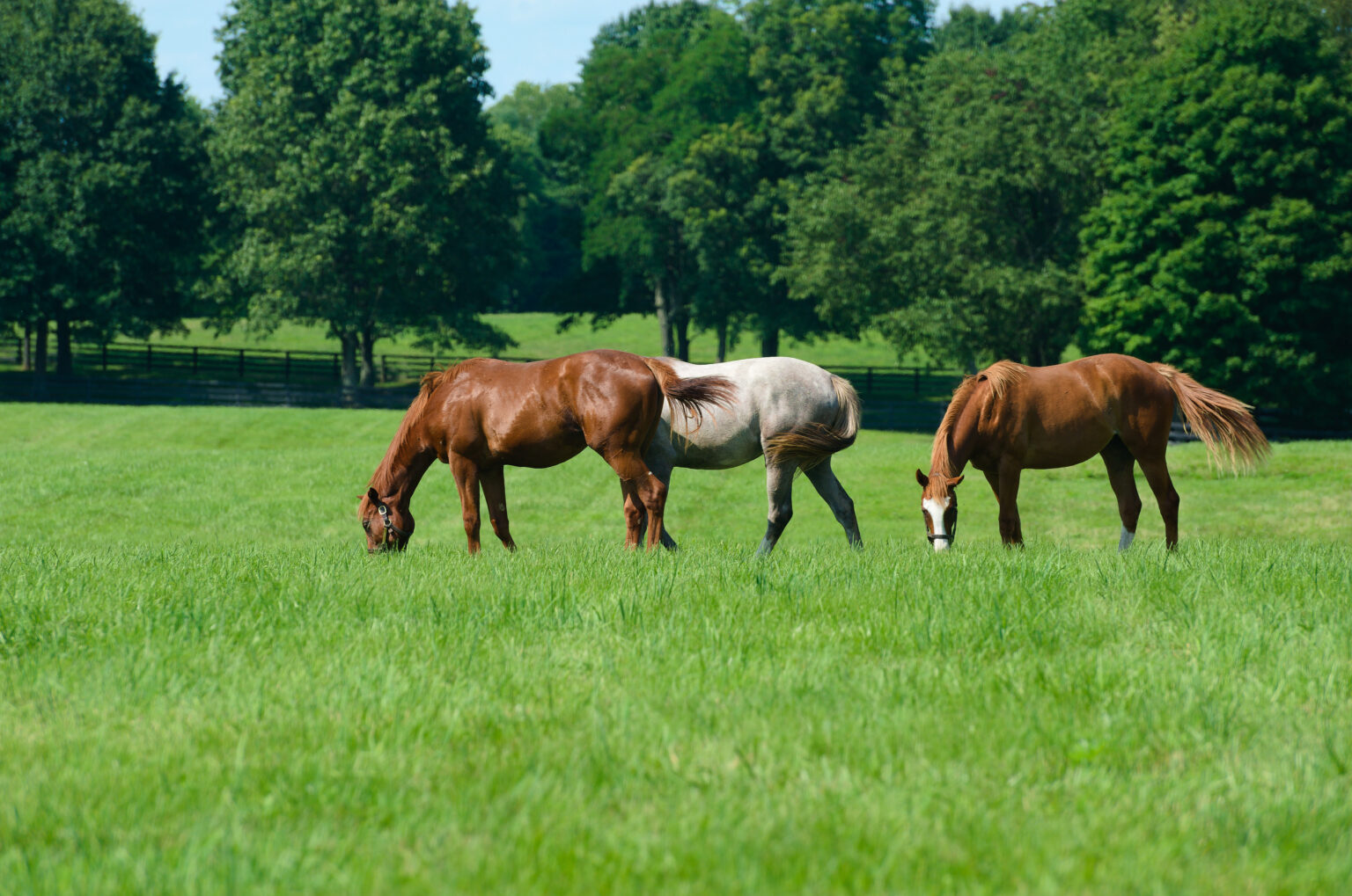 Equine Grass Sickness Update - EquiManagement