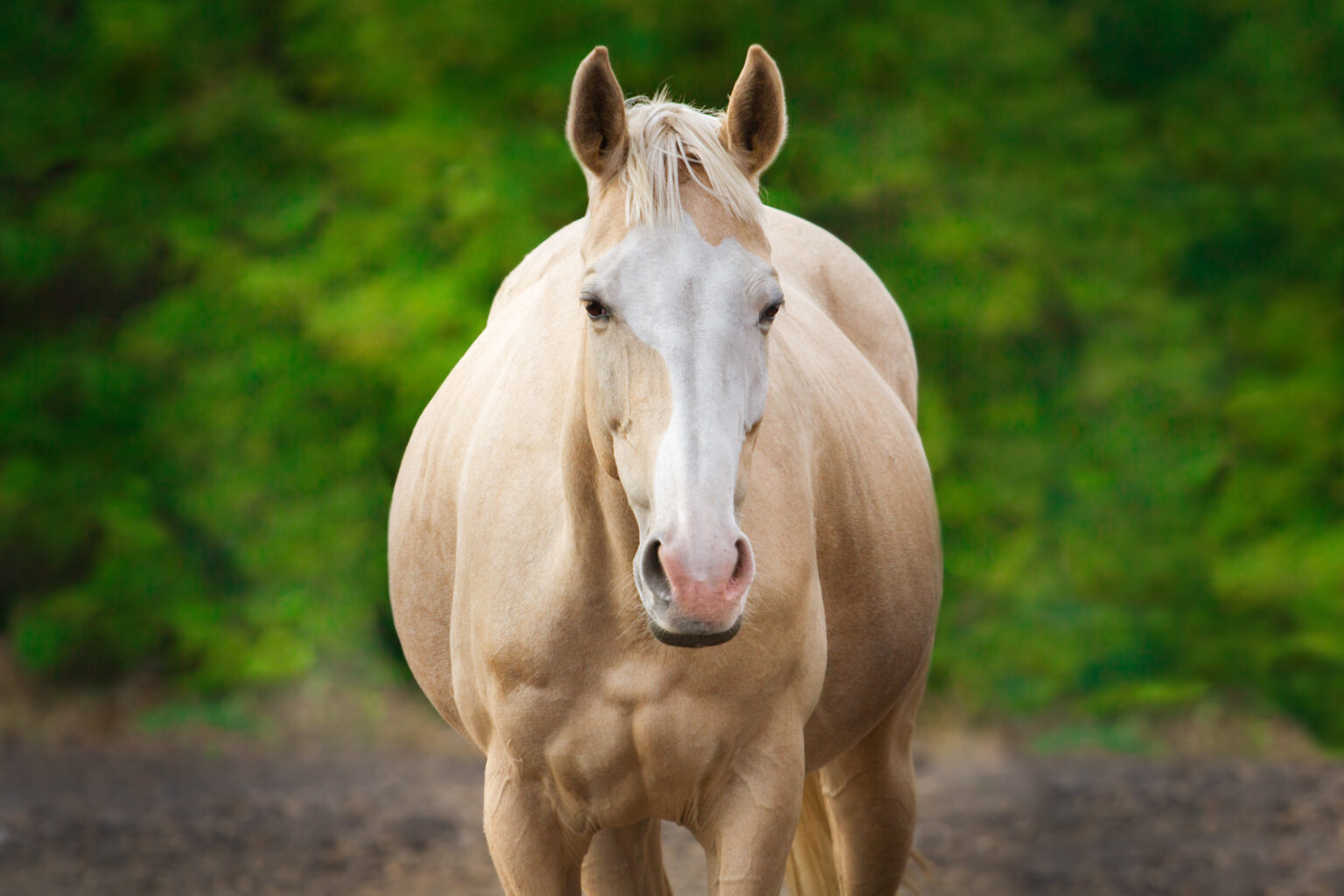 Research Spotlight: Equine Placentitis - EquiManagement