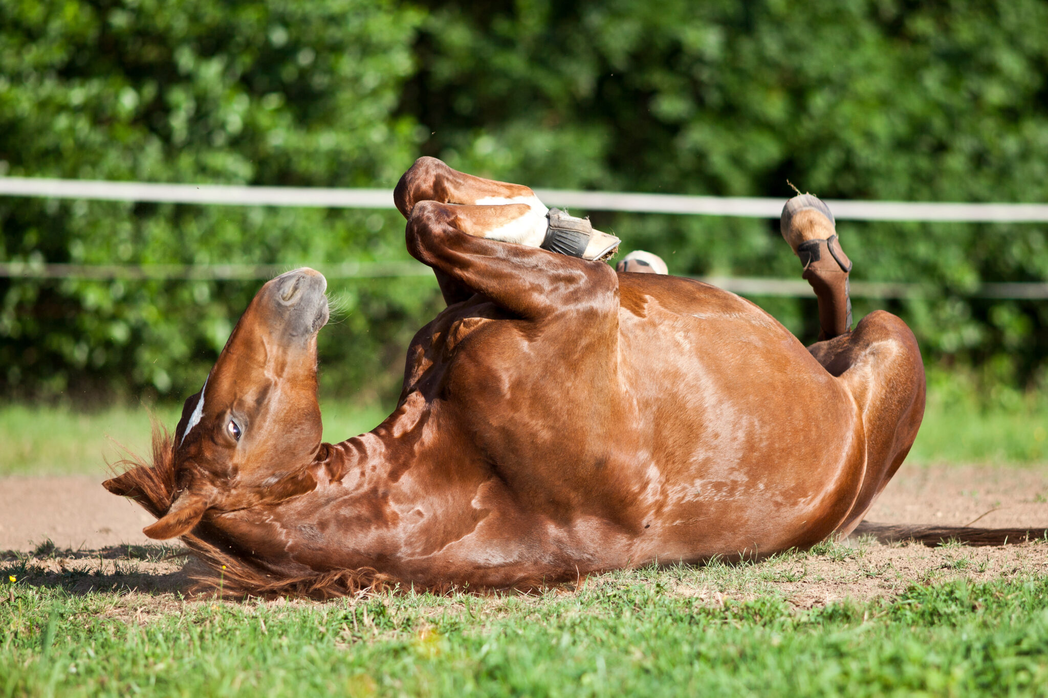 Risk Factors for Equine Strangulating Lipoma Colic - EquiManagement