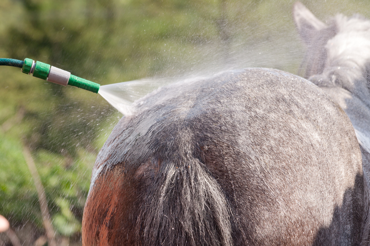 Preventing Heat Stress in Horses