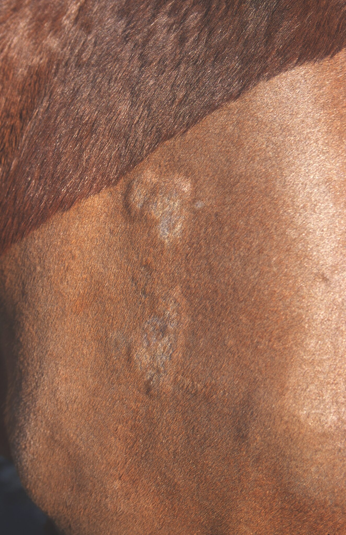 A girth-sore impostor