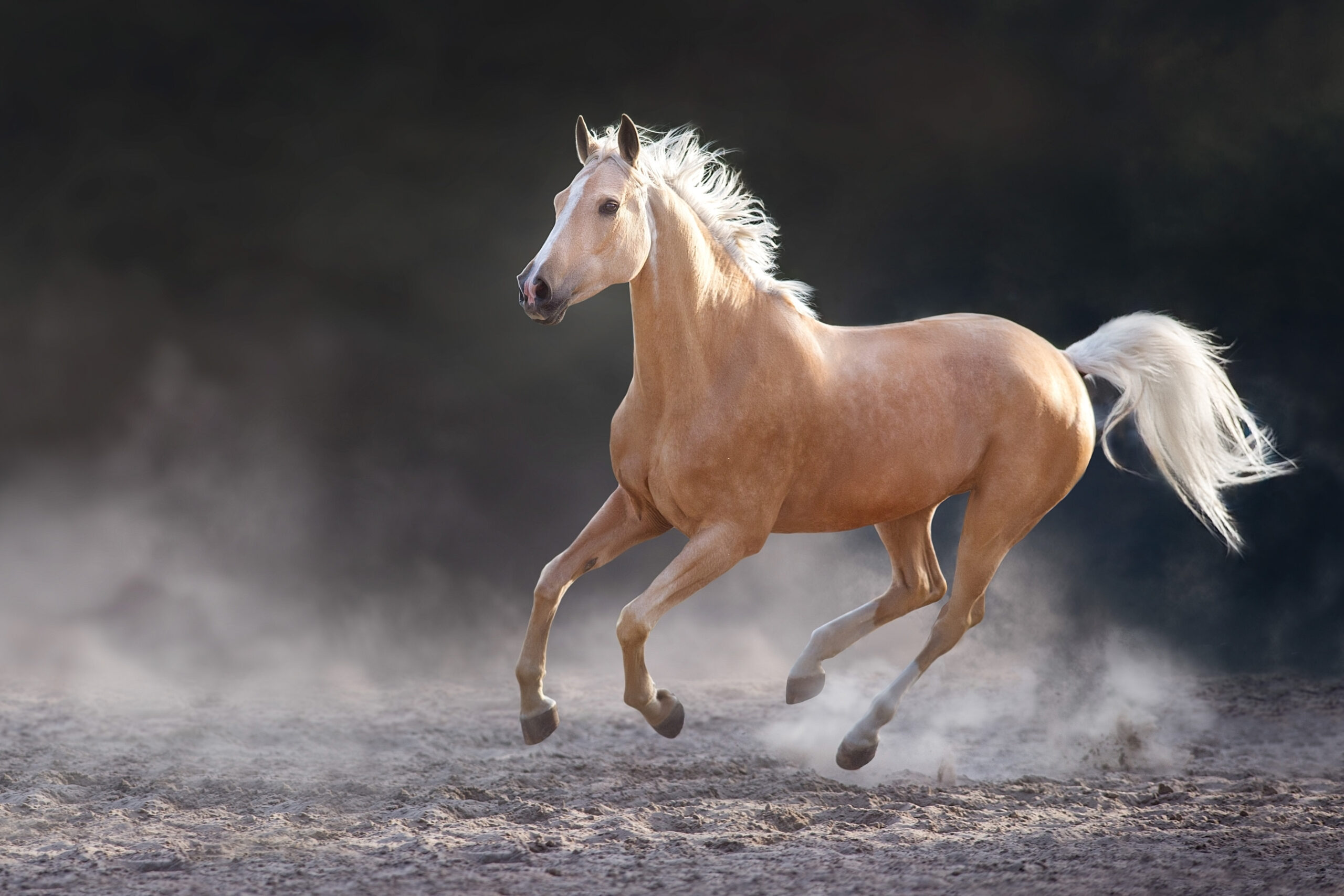 7 Things you may not have known about DMSO use in horses