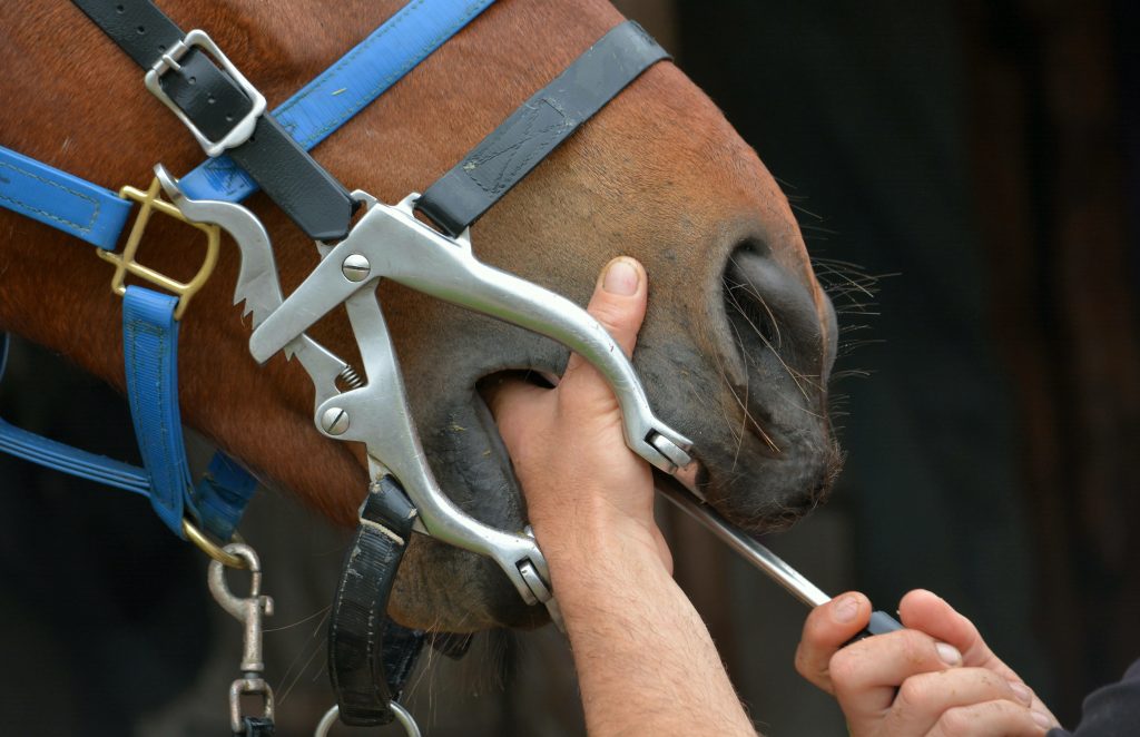 Do equine wolf teeth always need to be extracted? - Equus Magazine