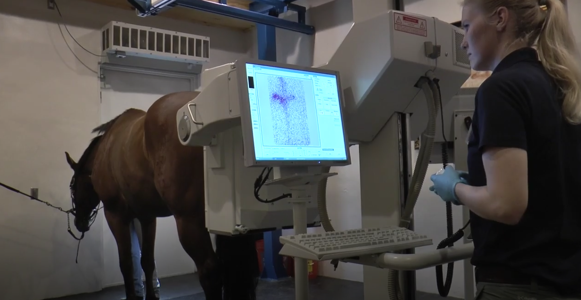 Ride Along With A Veterinarian—Sarah Puchalski, DVM | Bone Scans