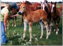PMU Foals Transform Ryerss Farm
