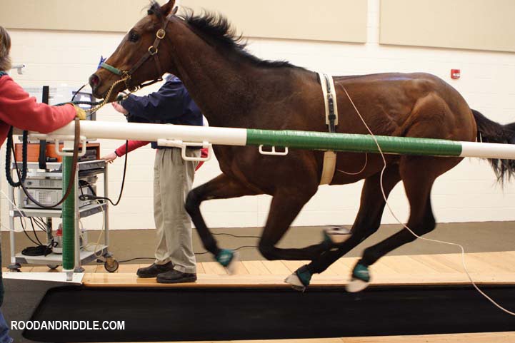 Rood and Riddle Equine Hospital Says, "Let the Games Begin!" The ...