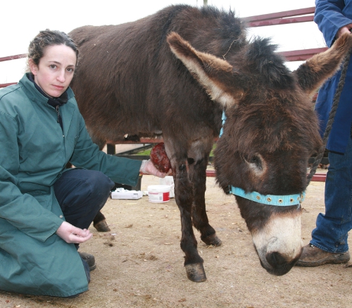 Equine Sarcoid Tumor: Donkey Sanctuary Staff Shares Their Story of Burt ...