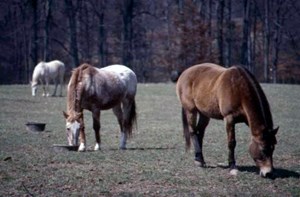 An Insidious Case of Pigeon Fever