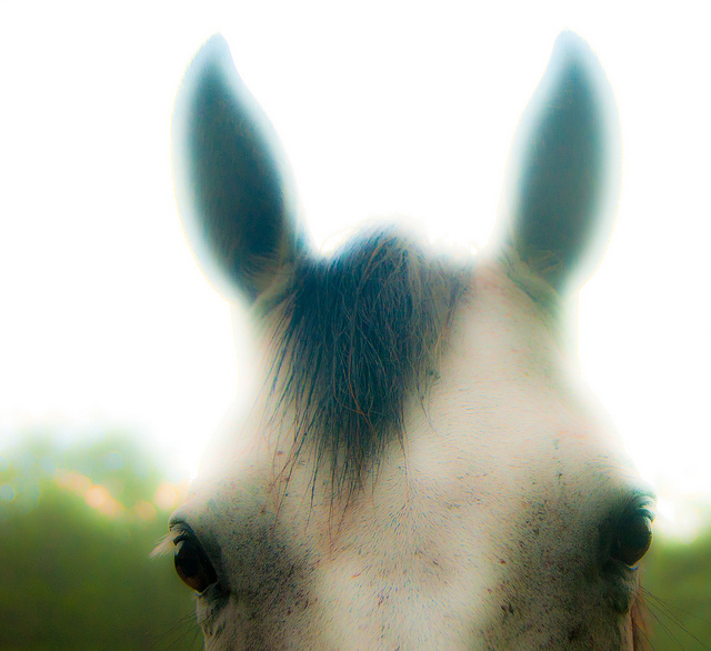 An Aye for the Eyes: Web Access to Equine Ophthalmology Research