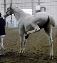 The mystery of shivers