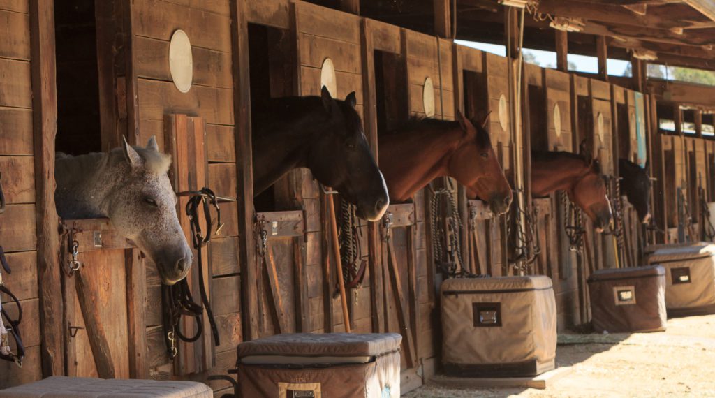 The essential elements of quarantine for horses - Equus Magazine