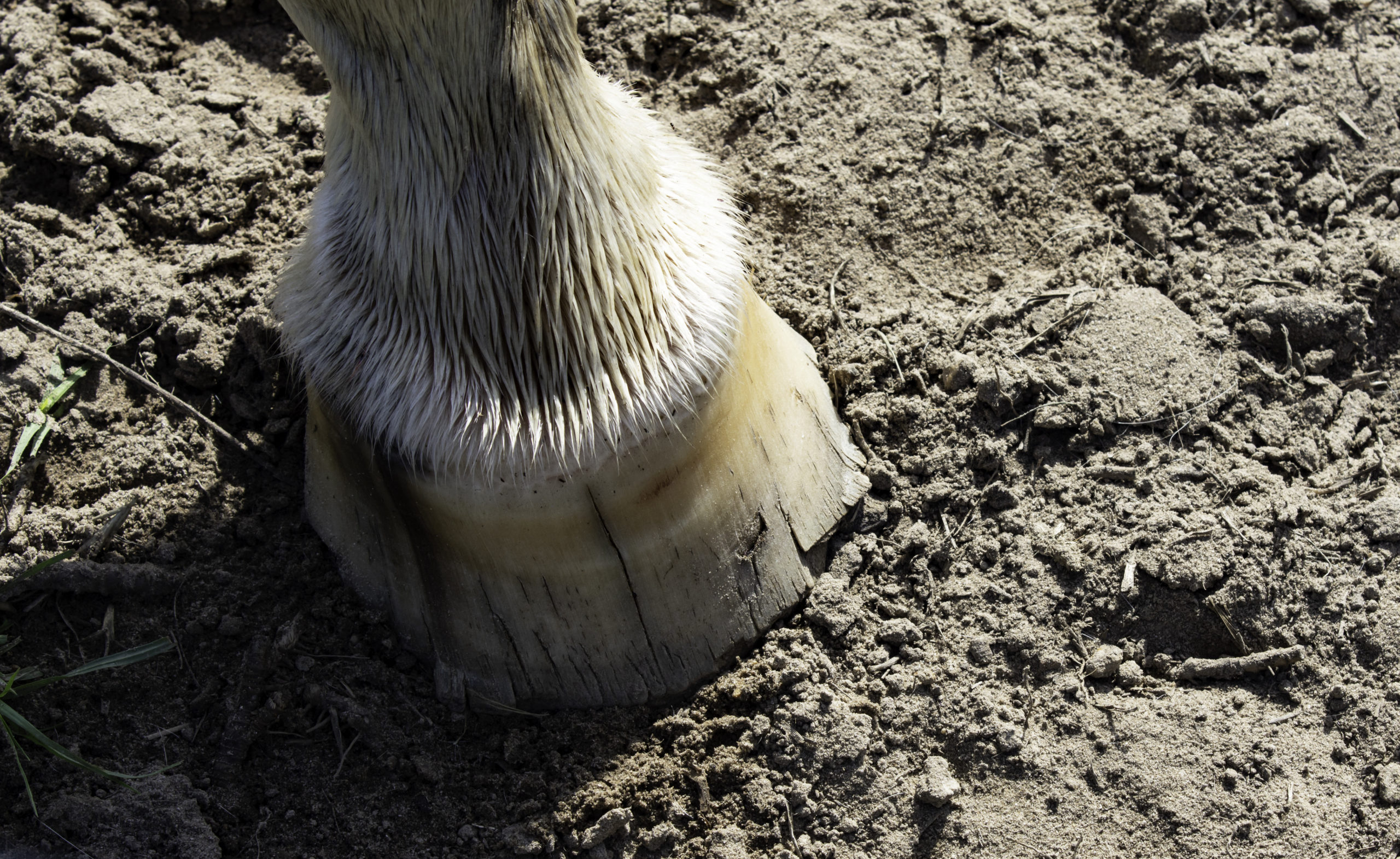 Hoof problems are common—and often preventable