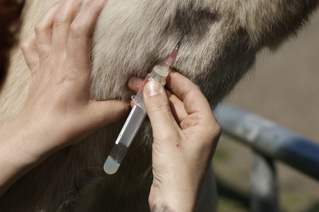 Decode your horse's bloodwork