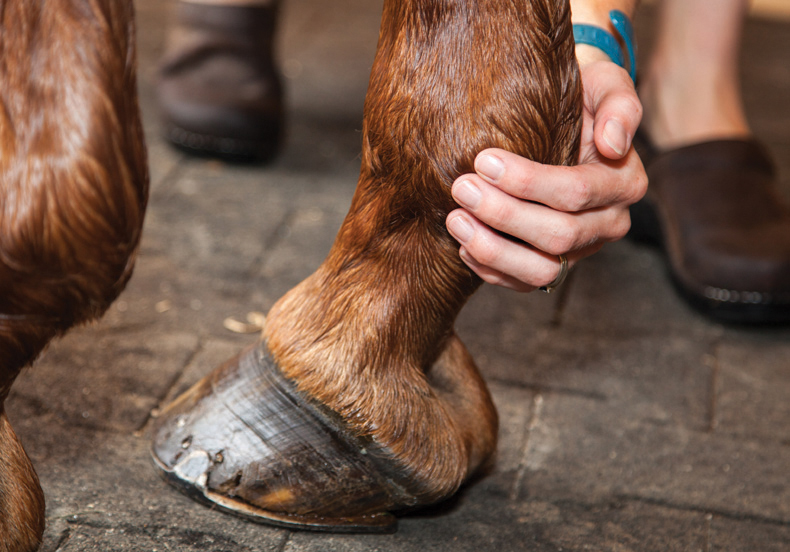 Signs of a hoof abscess