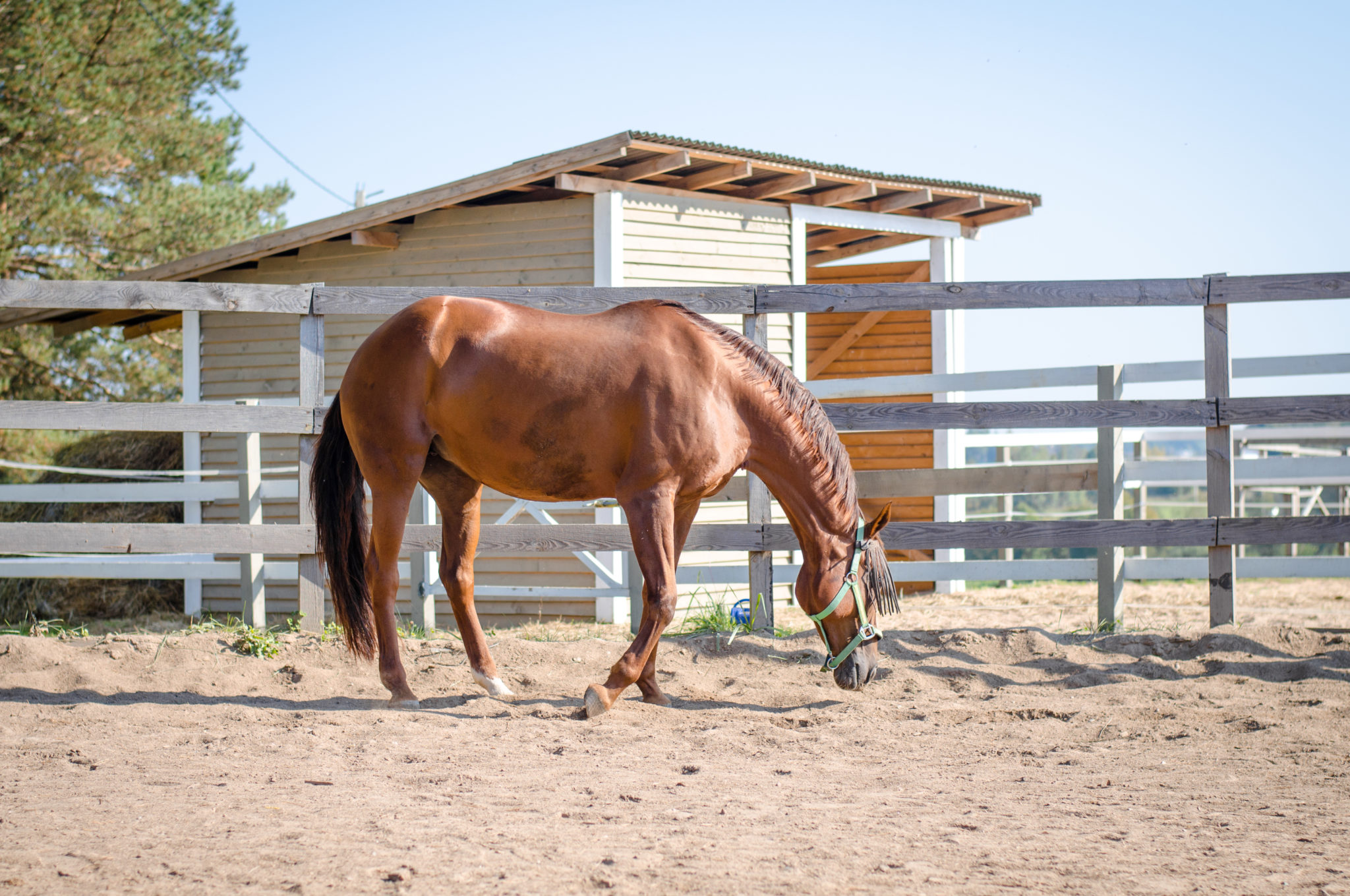 How to make a dry lot your horse will love
