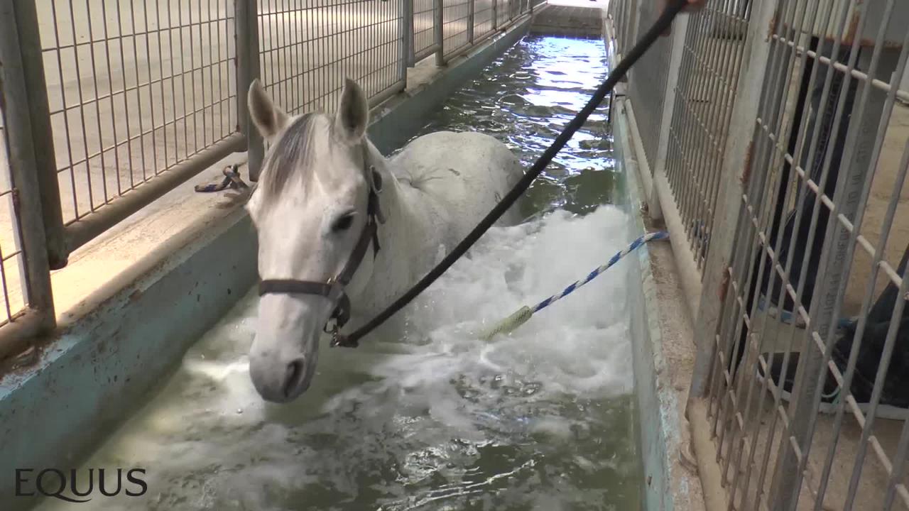 Ride Along With The Veterinarian—Beau Whitaker, DVM | Aquatred Therapy ...