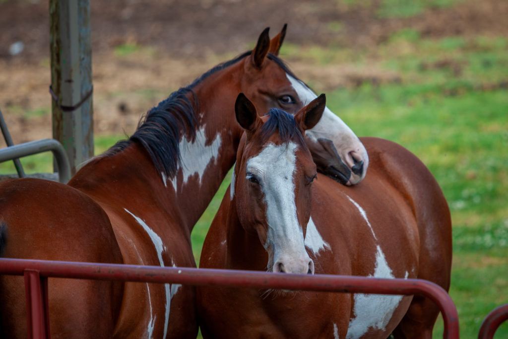 Genetic tests for horses
