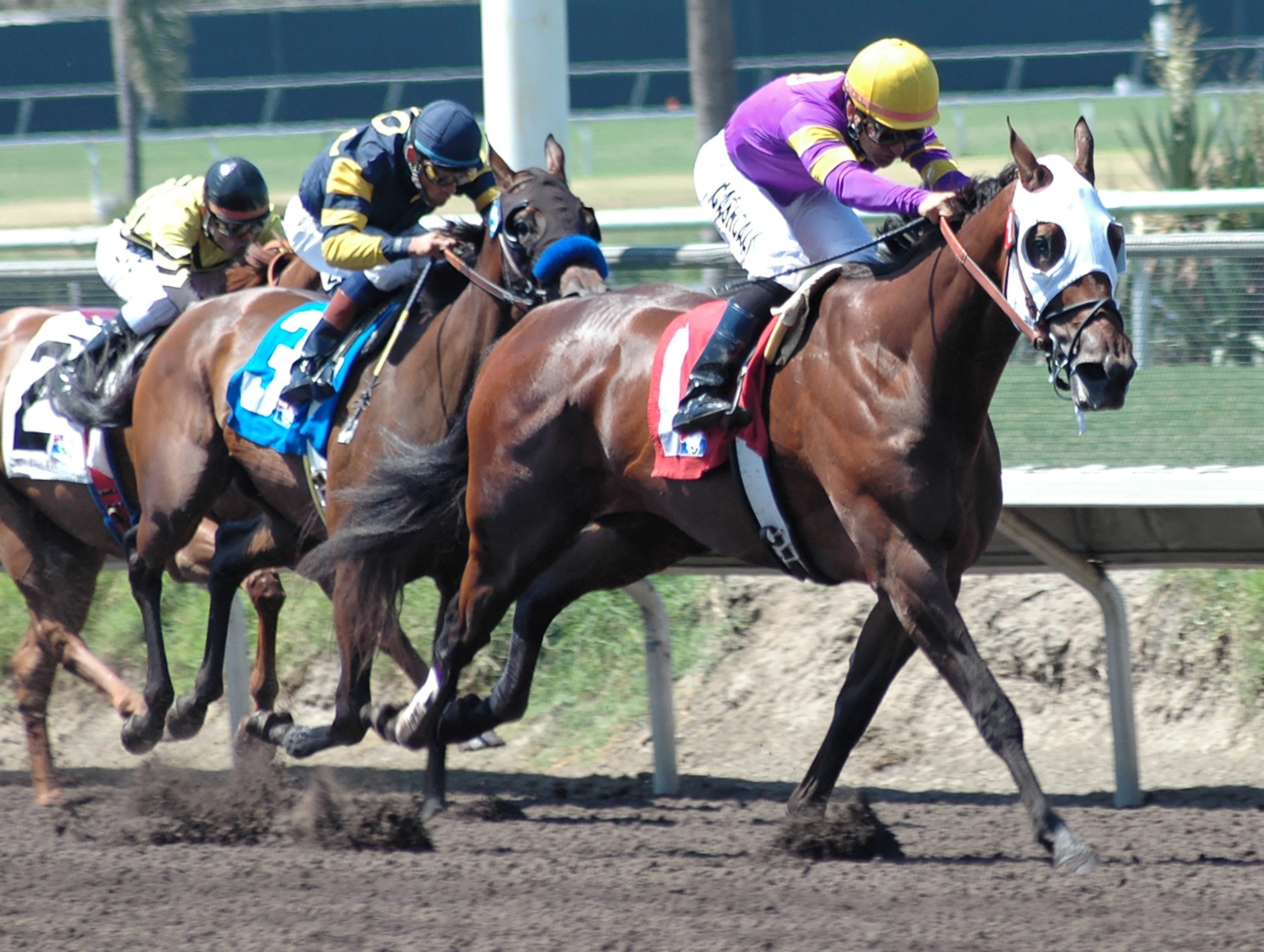 UC Davis Researchers Identify Genetic Variant for Equine Familial ...