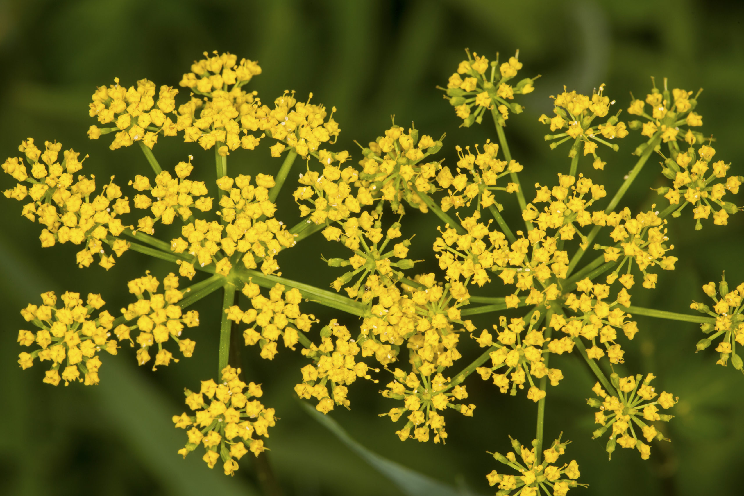 Wild parsnip: An invasive weed that spells trouble for horses