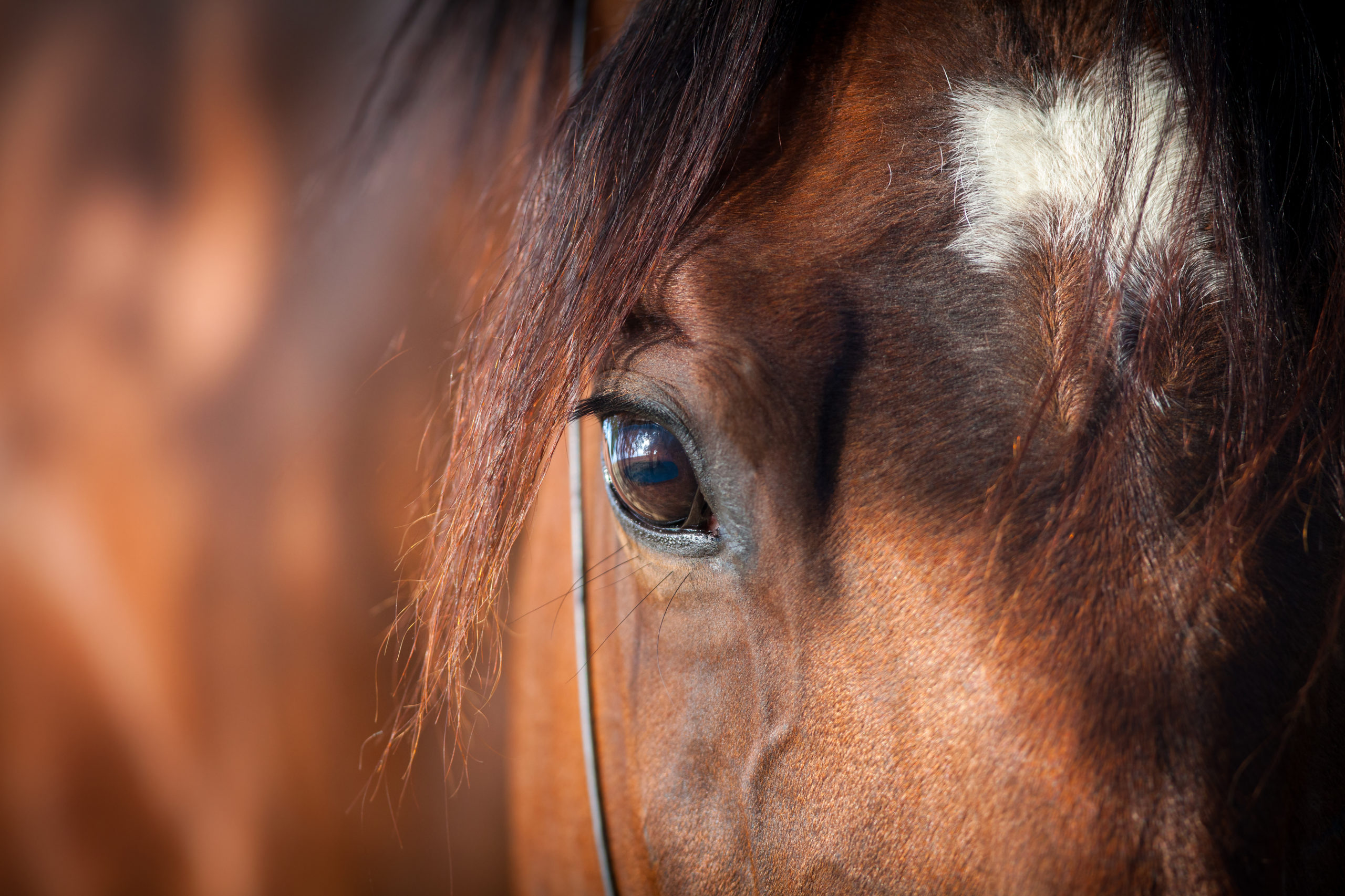 A new way to spot stress in horses
