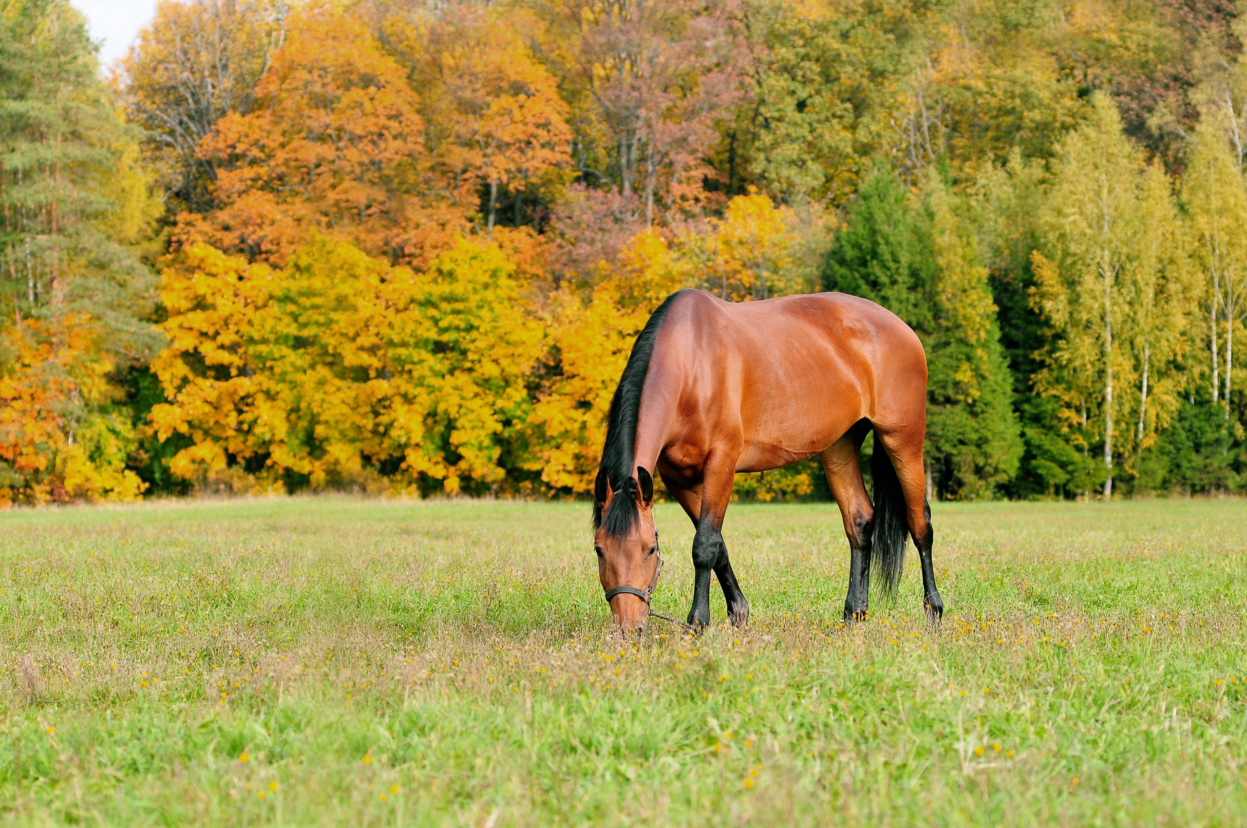 What every horse needs after colic surgery