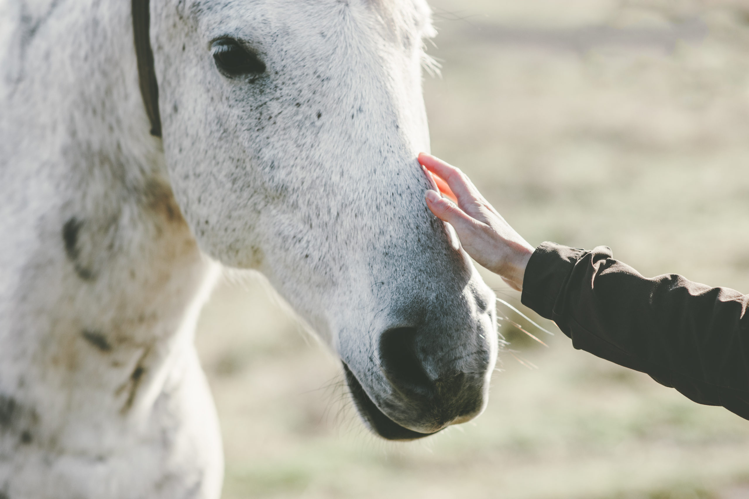 3 Skills Every Rescue Horse Needs
