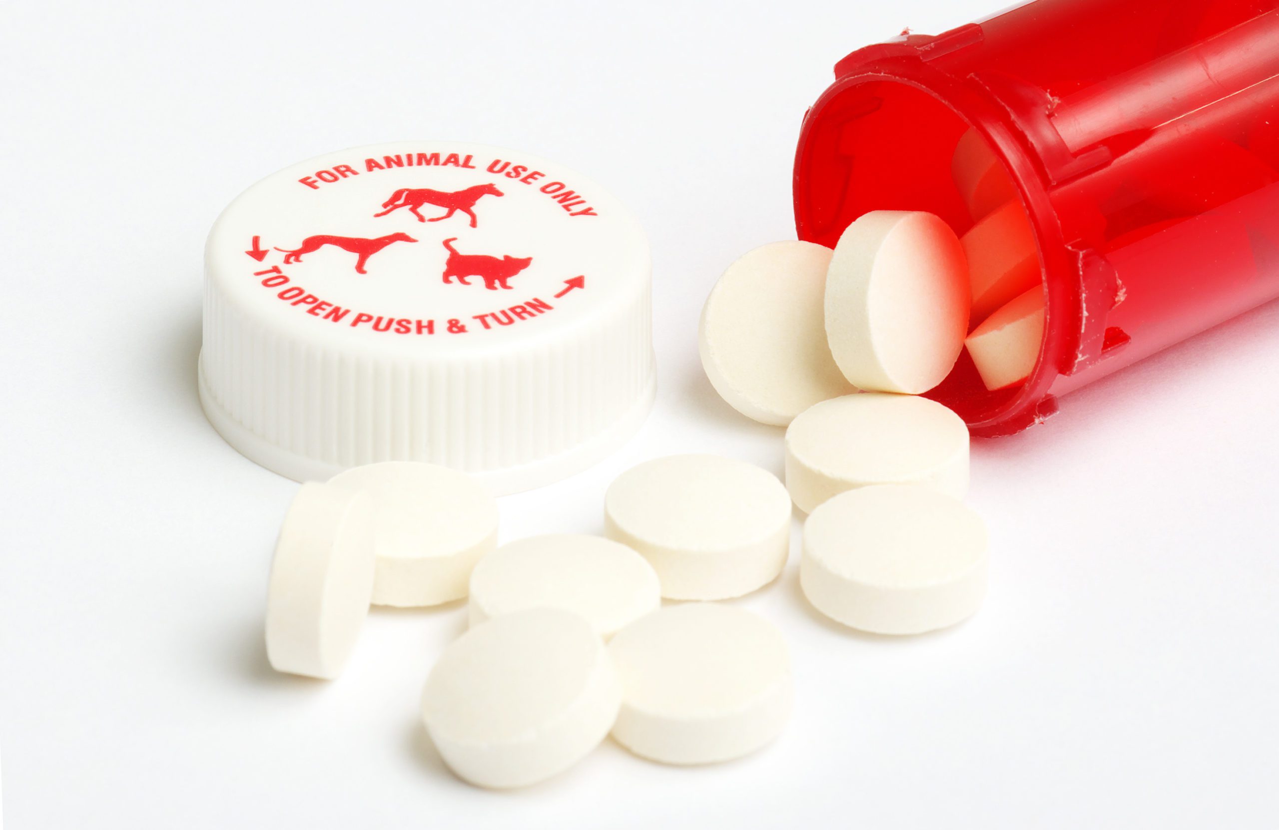 What your veterinarian wants you to know about antibiotics