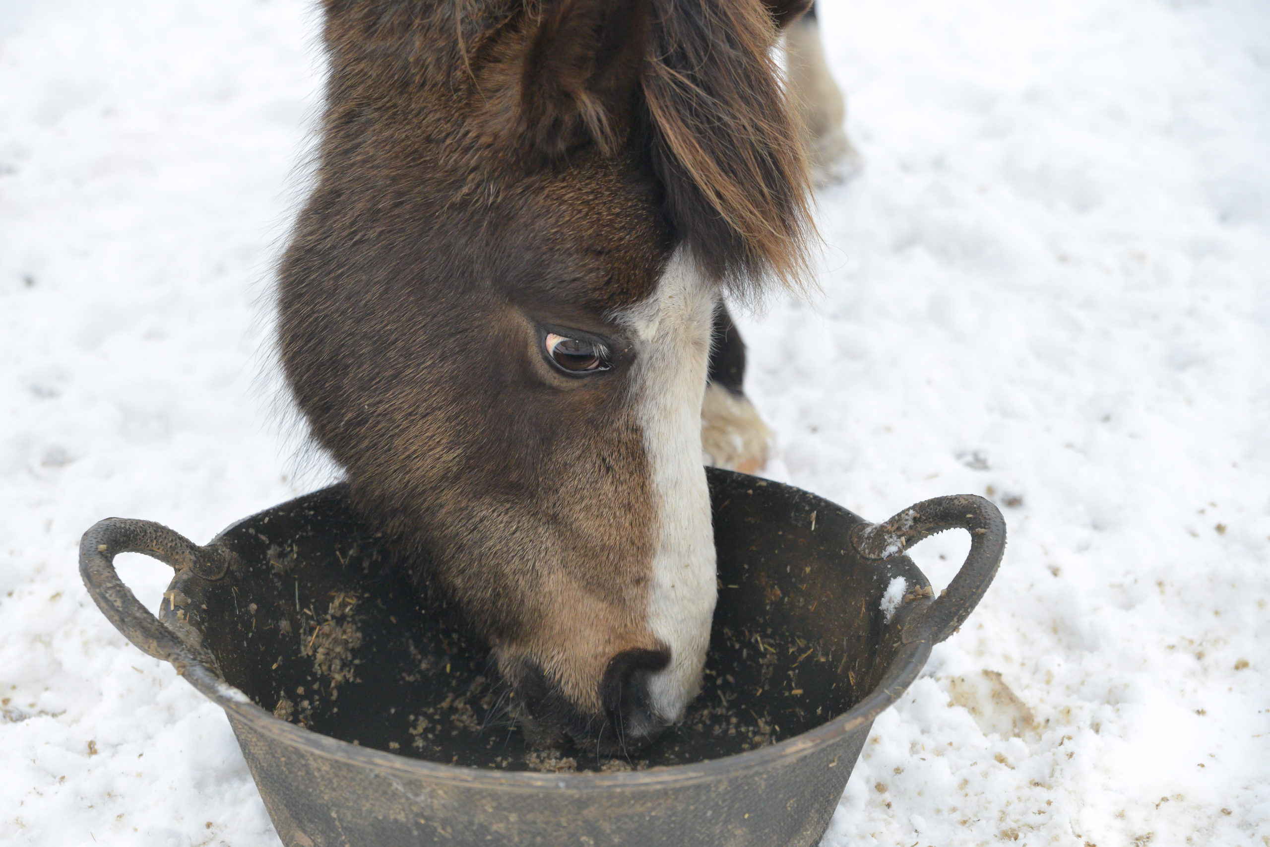 Make your horse a healthy mash