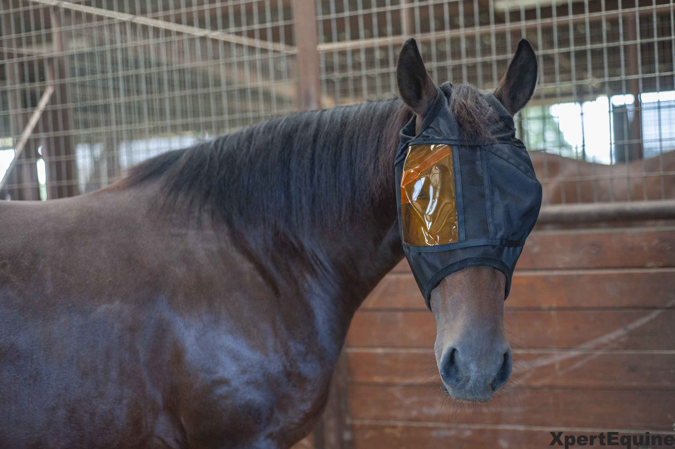 A mask to help your horse sleep - Equus Magazine