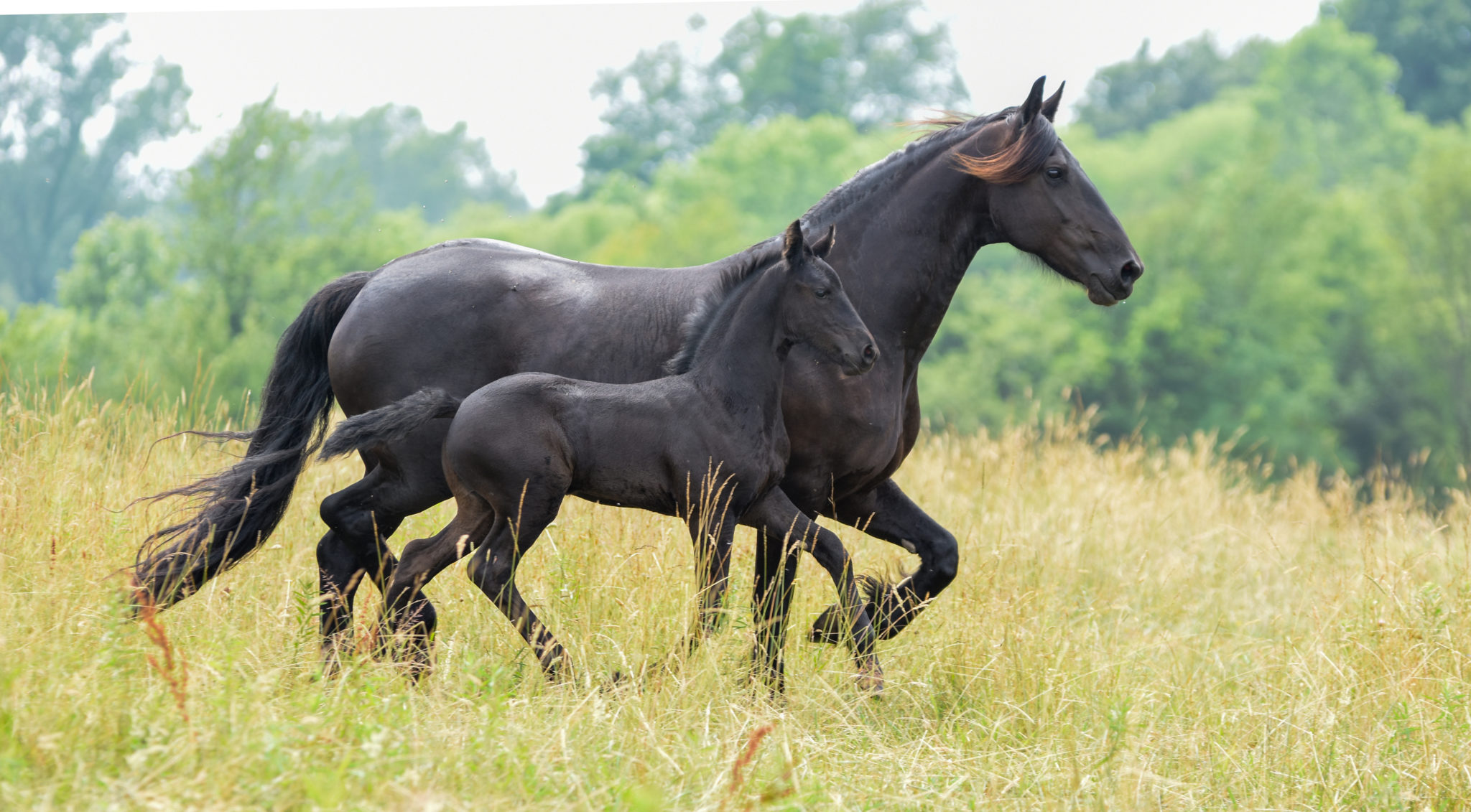 Understand Normal Mare and Foal Behavior
