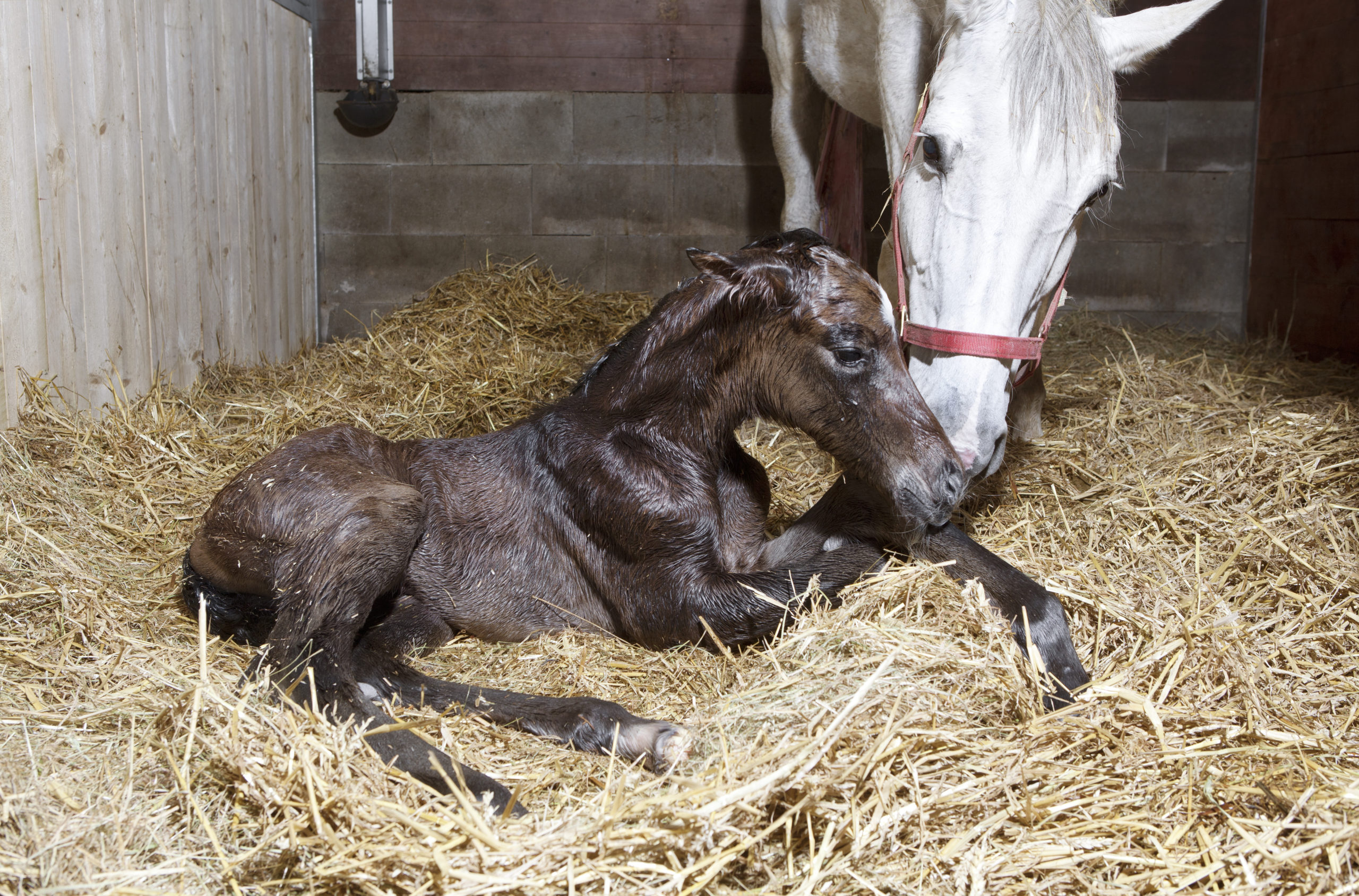 Old wives' tale about foal gender debunked