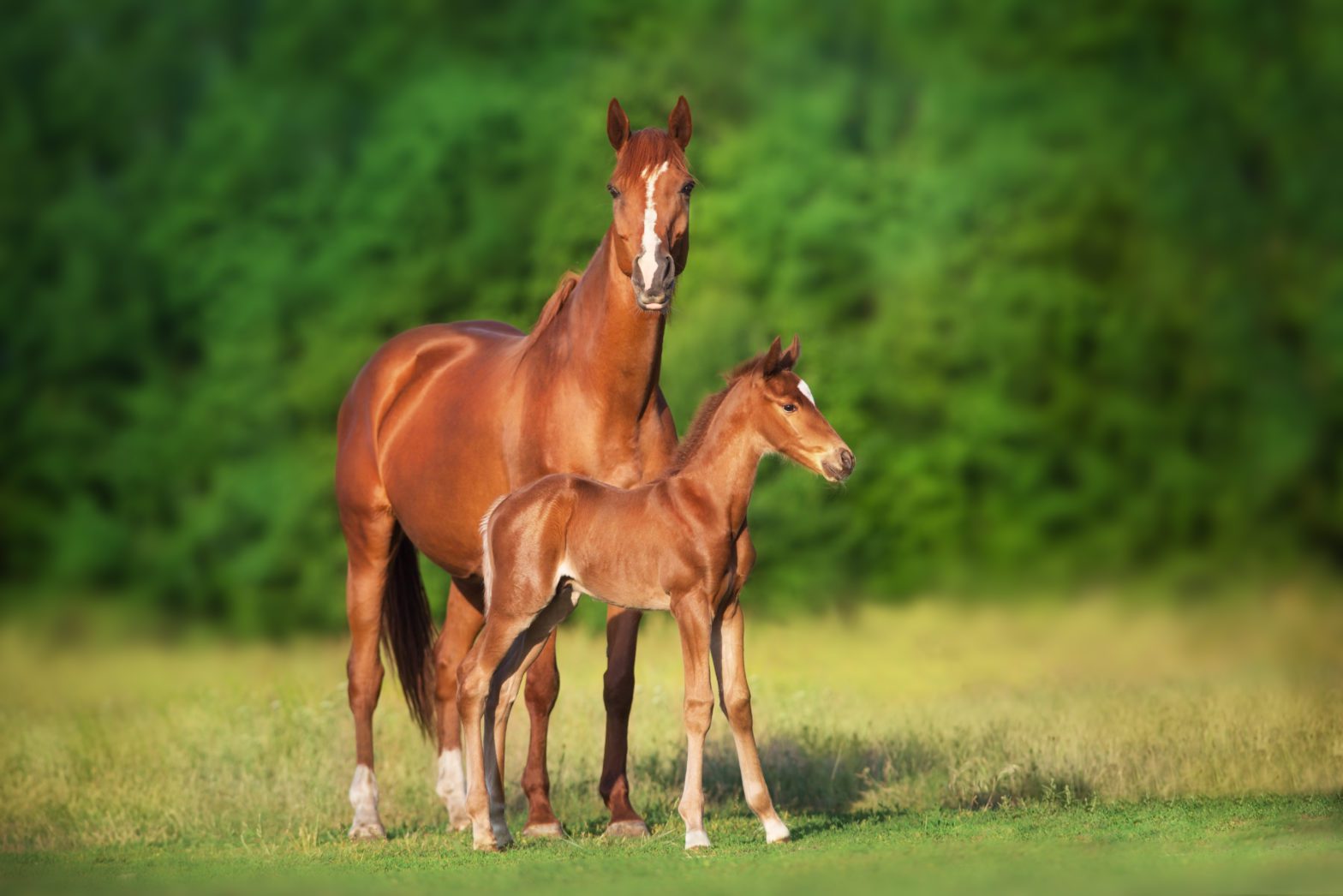 Common equine painkiller can disrupt assisted reproduction, research ...