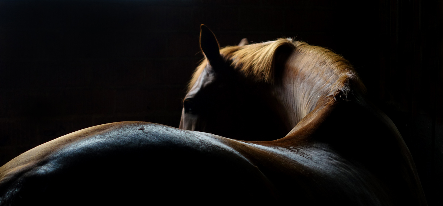 Are you setting your horse up for bad behavior?