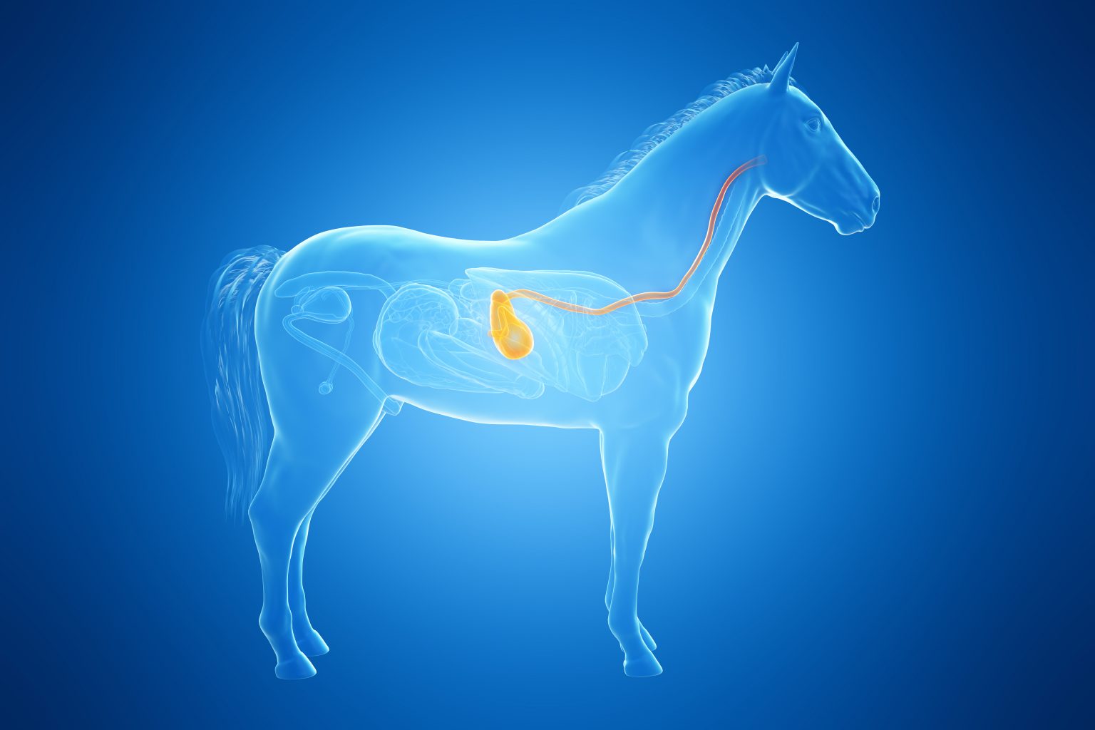 Sentinel Ask a Pro: Equine Nutrition | Hindgut vs. Foregut
