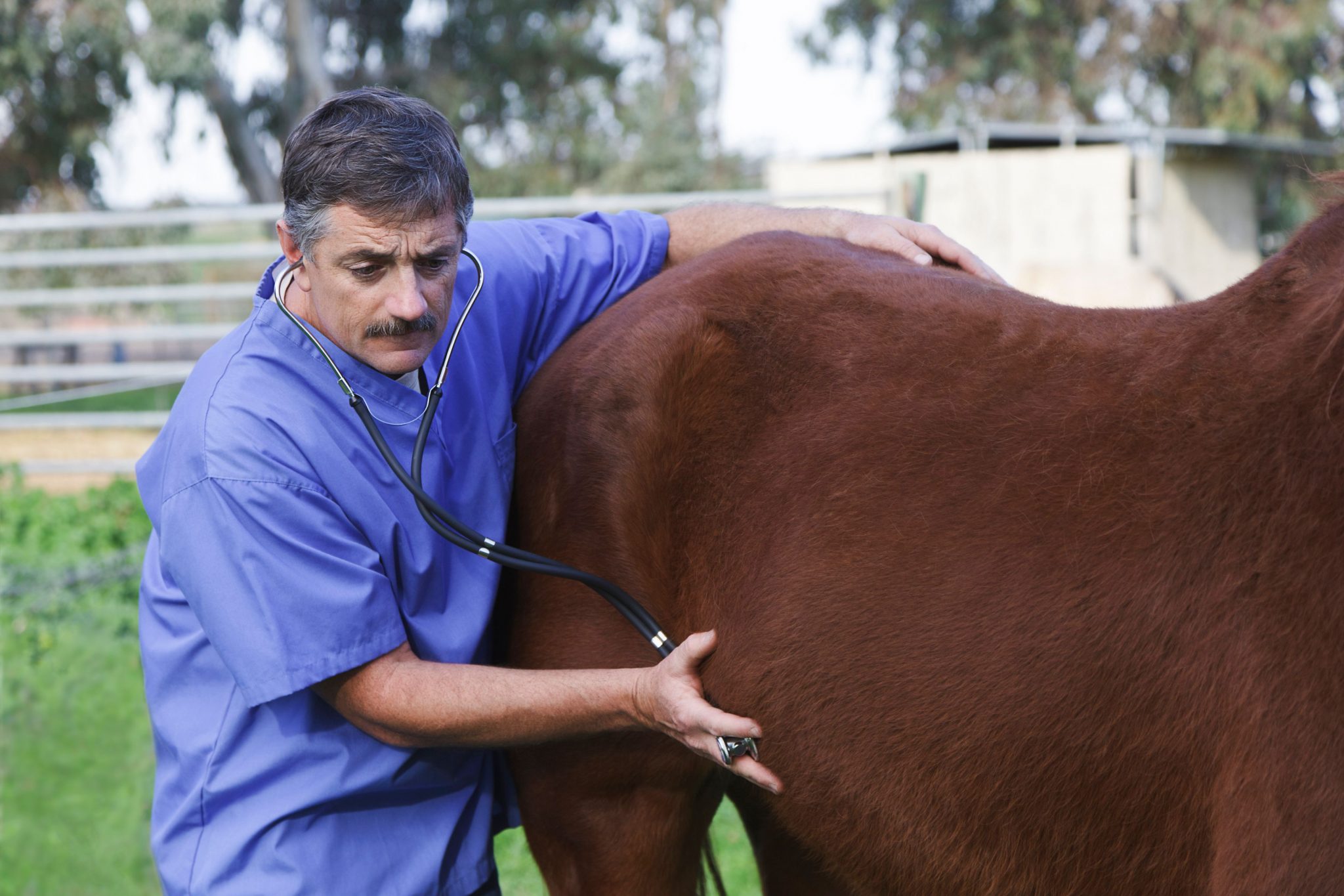 In the works: A screening method for IBD in horses - Equus Magazine