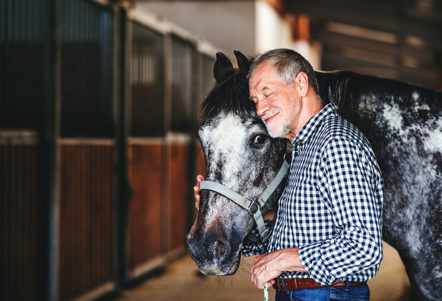 Equine Network launches MySeniorHorse.com to support senior equids ...