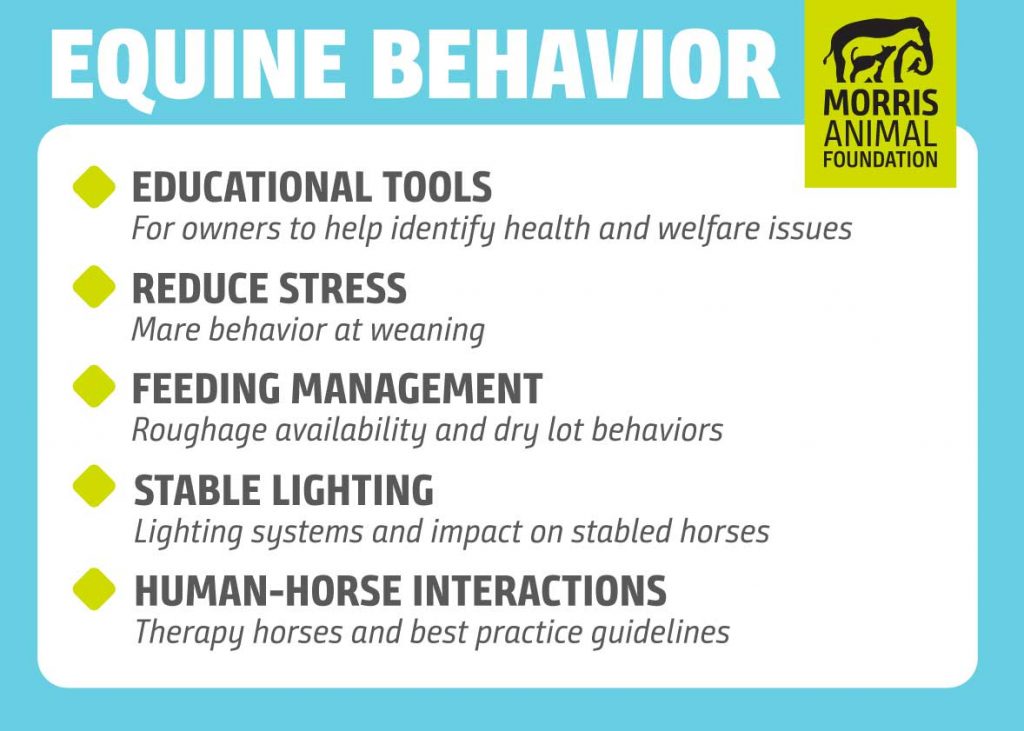 Equine behavior takes center stage in newly funded studies