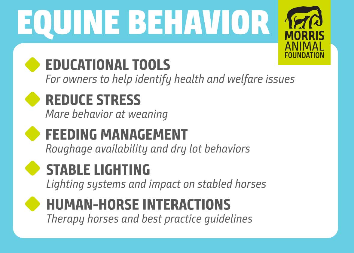 Equine behavior takes center stage in newly funded studies