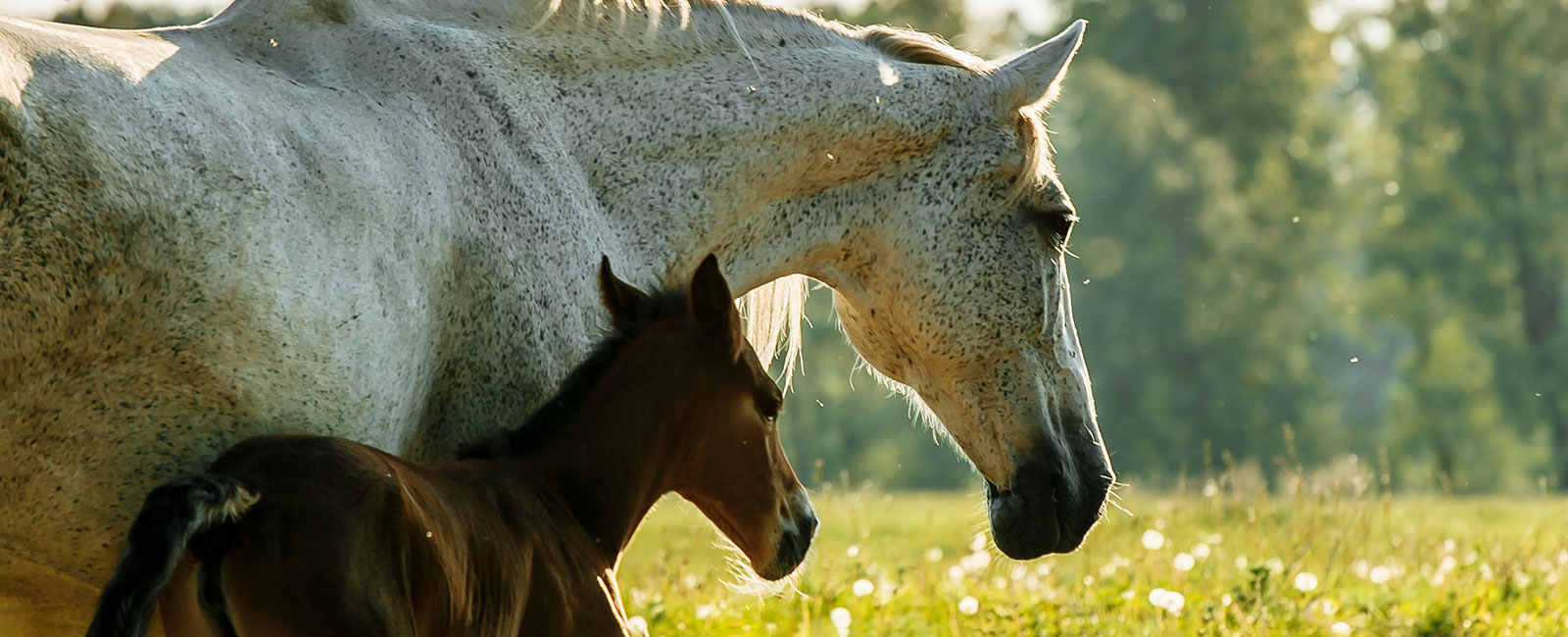 Equine behavior takes center stage in newly funded studies