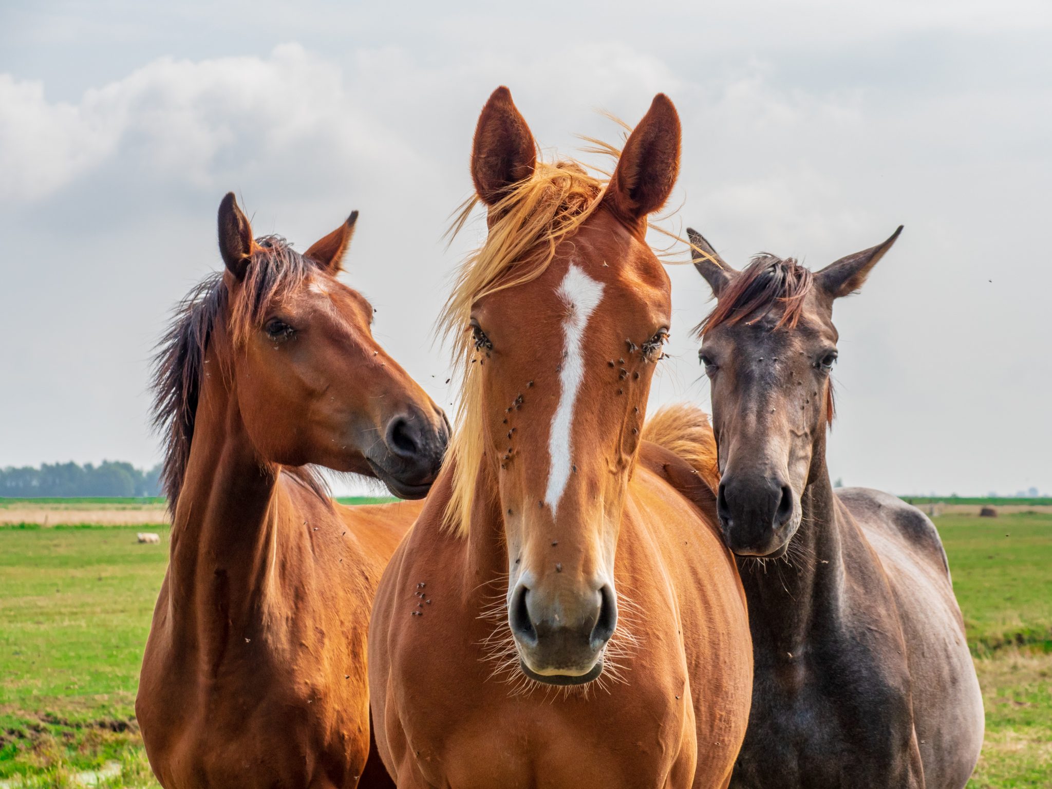 USDA APHIS issues vesicular stomatitis virus alert - Equus Magazine