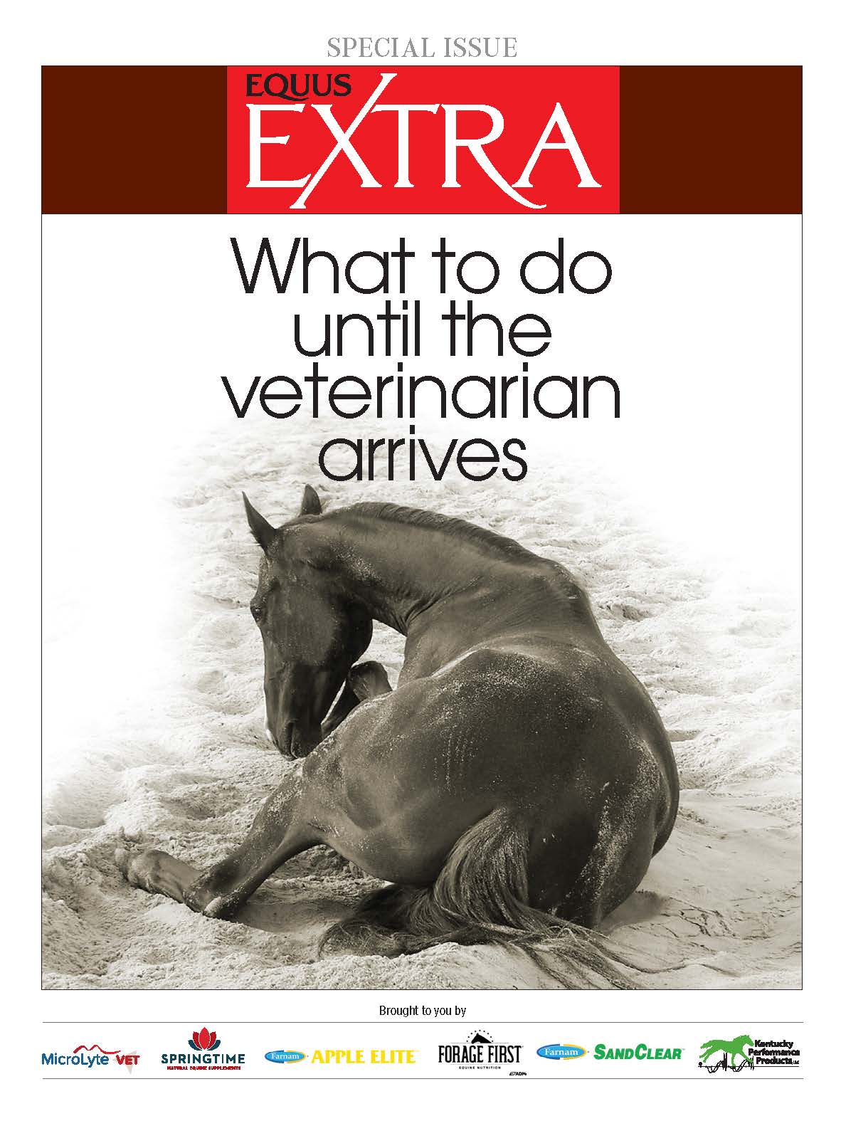 What to do until the veterinarian arrives - Equus Magazine