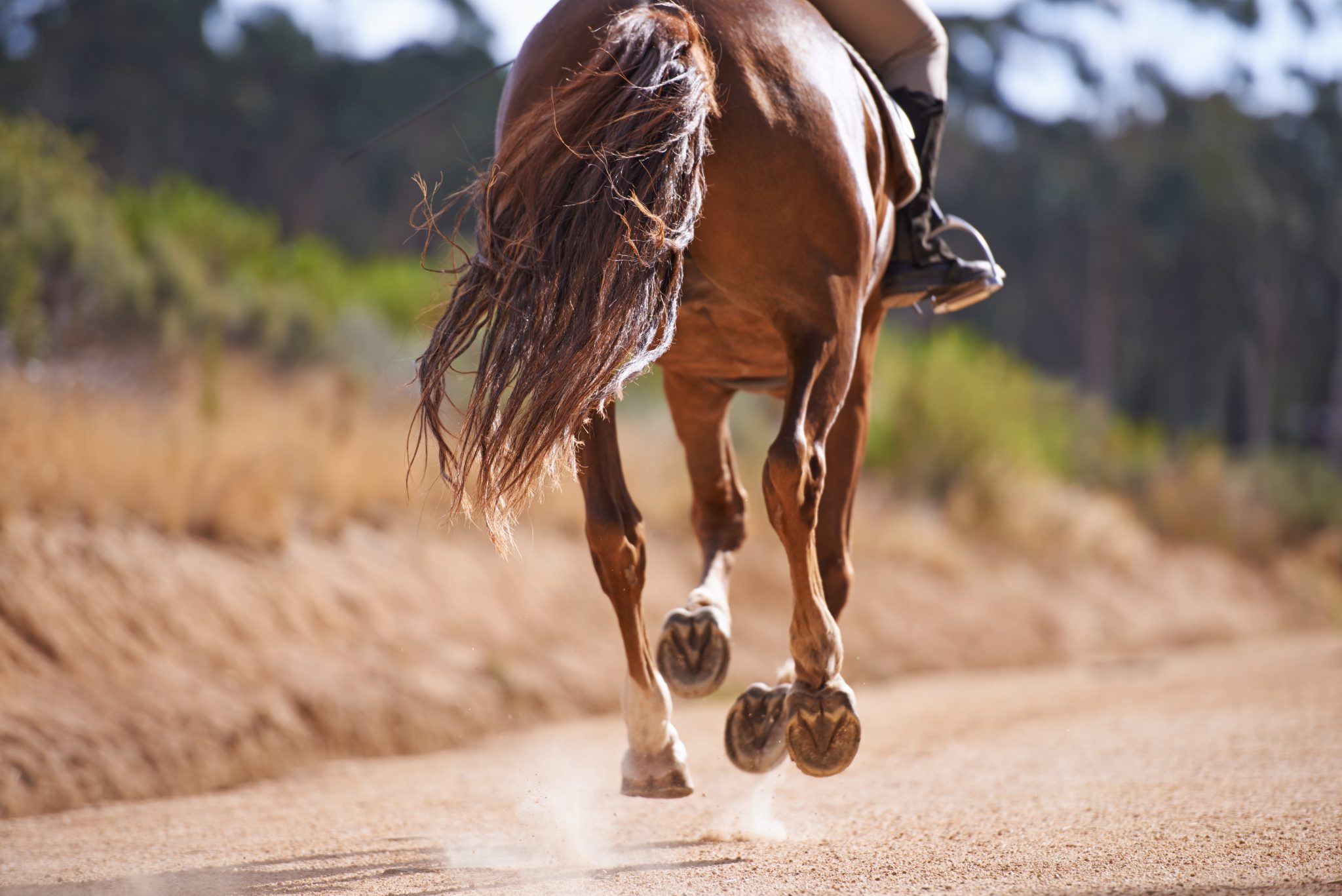 4 principles for safely conditioning your horse