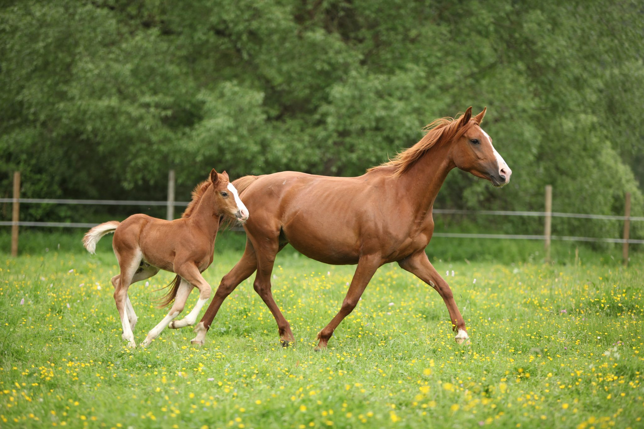 Understand Normal Mare and Foal Behavior