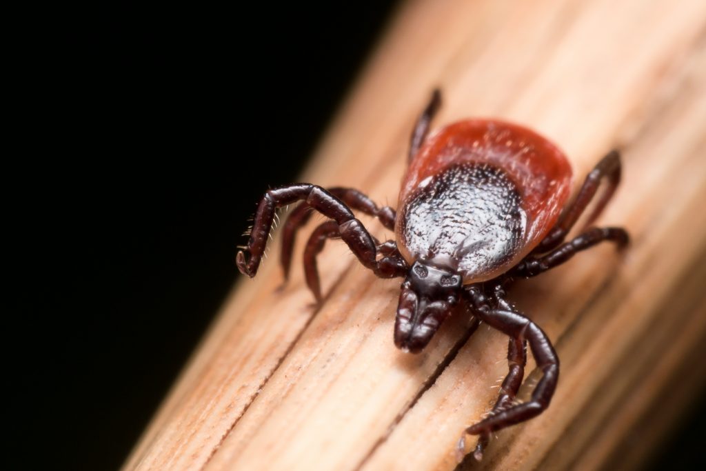 Tick-borne Diseases and Tick Prevention for Horses - Equus Magazine
