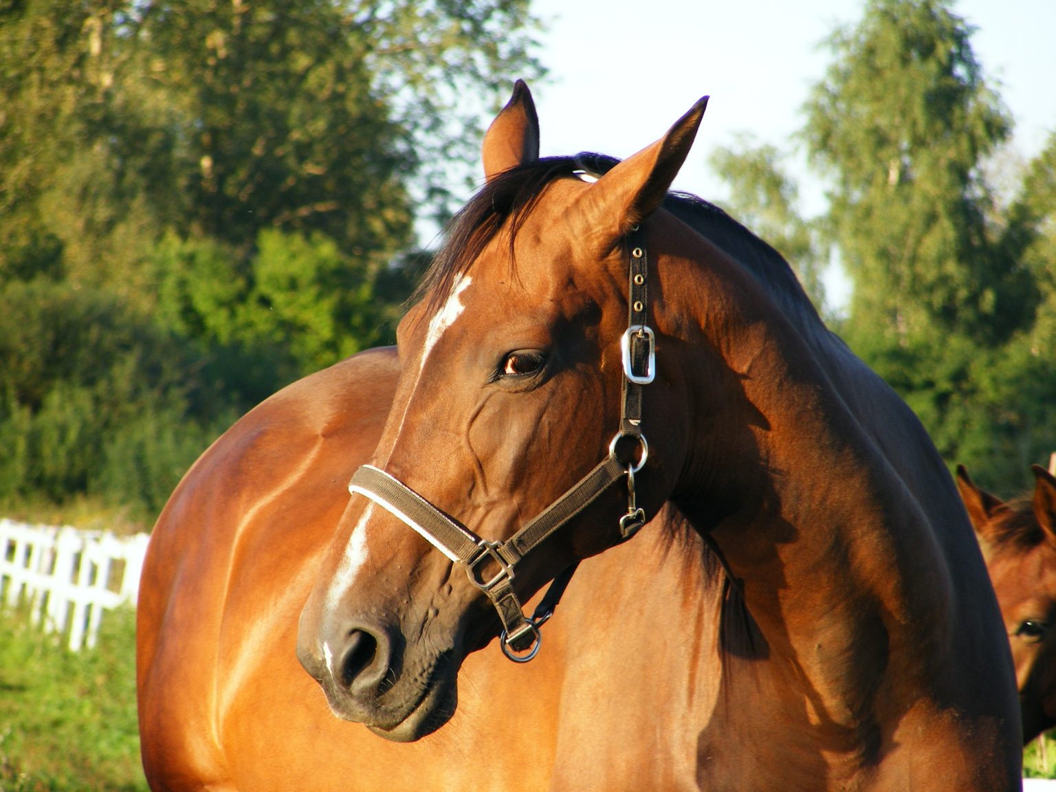 6 subtle signs of pain in horses - Equus Magazine