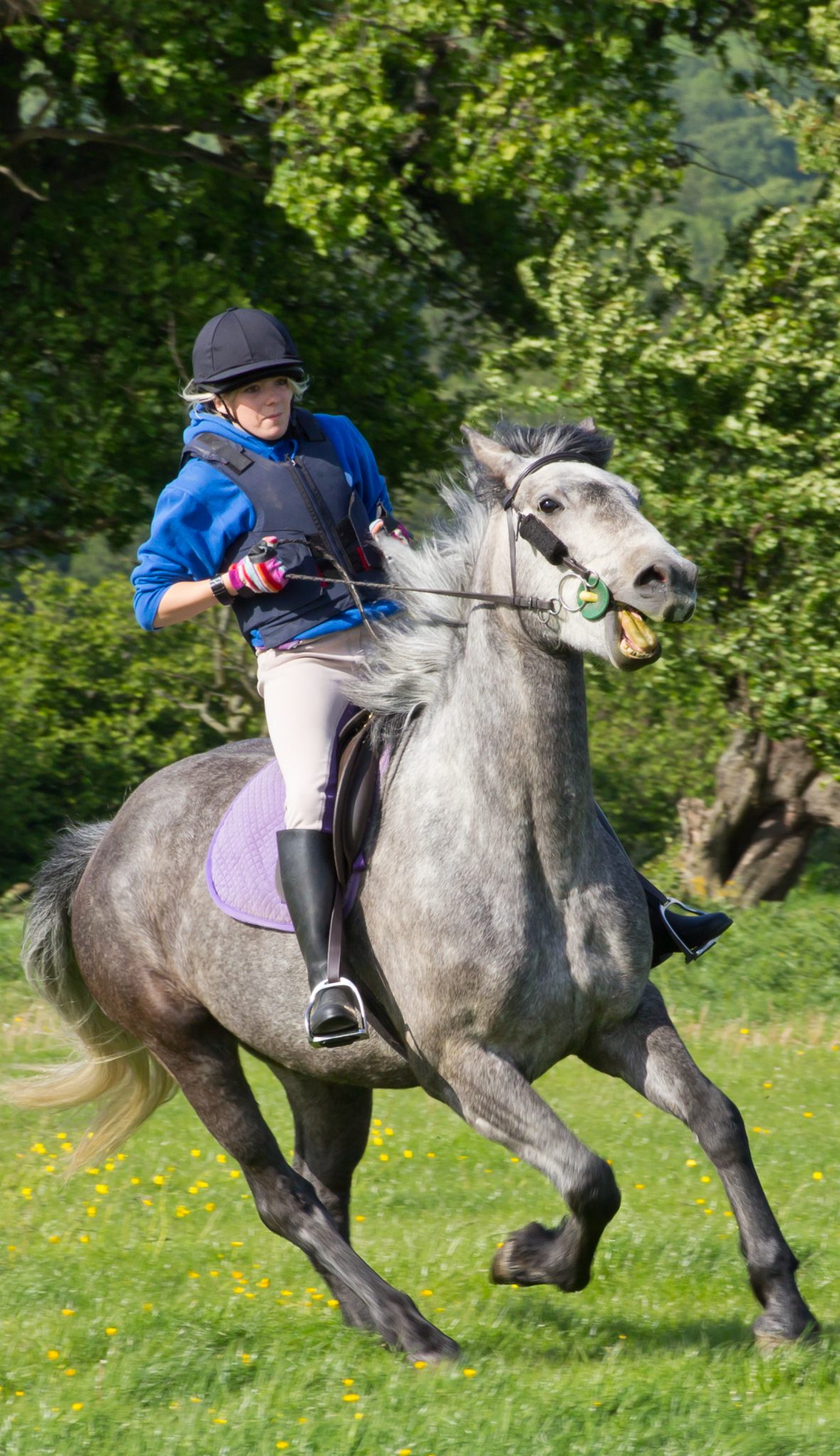 Neuropathic pain linked to dangerous equine behavior