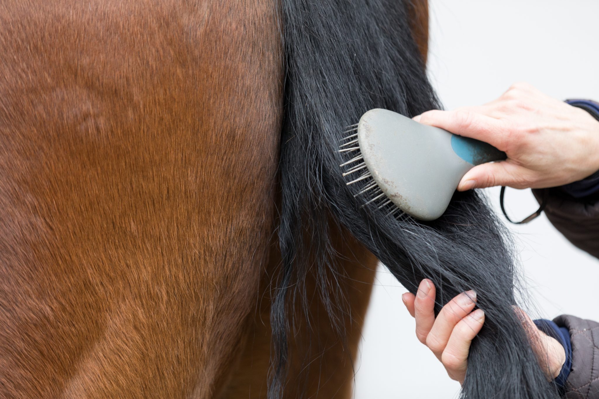 4-step, no-wash equine tail makeover - Equus Magazine