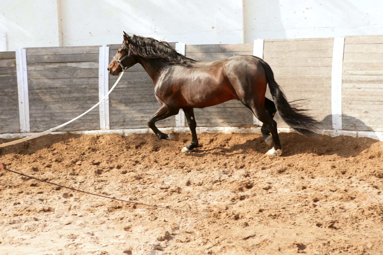 Effects of gait when working a horse on circles - Equus Magazine