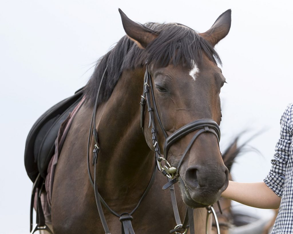 3 things to do when horse ties up - Equus Magazine