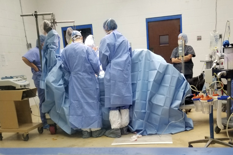 How Kosi survived colic surgery - Equus Magazine